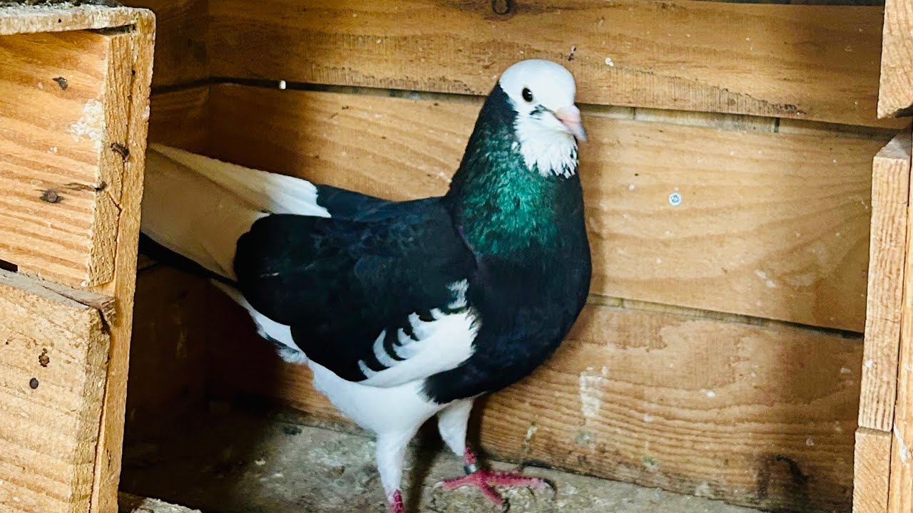 ZEYBEK ERKEK DÖNÜŞÜ.Samet Eskin İZMİR URLA.dunek pigeons dönek güvercin ...