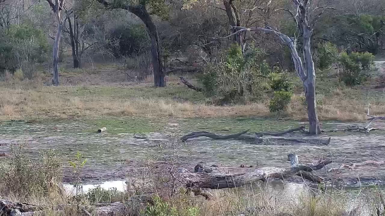 Djuma Private Game Reserve Live Stream - YouTube