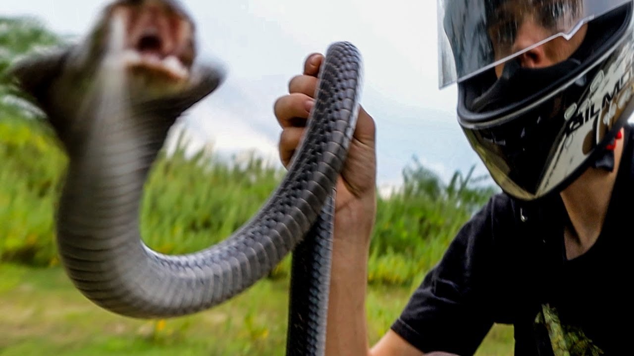 SPITTING COBRA RESCUE - YouTube