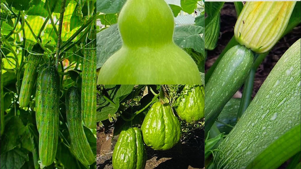 Cách Trồng Trái Su Su Ra nhiều Nhánh Tốt Không Cần Ngách Ngọn - YouTube