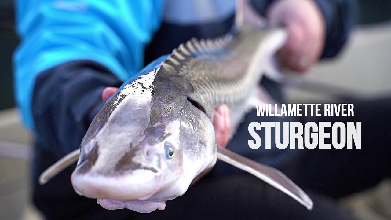 First STURGEON in my Small Boat | Portland Sturgeon Fishing ...