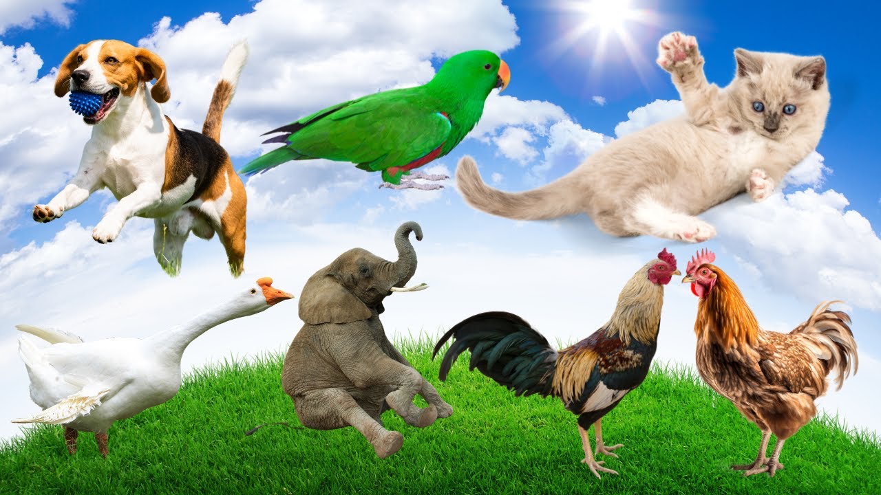 Cute moments of animals around us: horse, cow, cat, dog, elephant ...