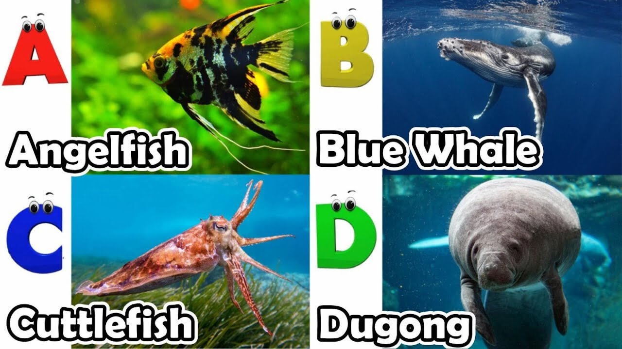 ABC Land and Sea Animals song | Animals Song | Learn Alphabets, # ...