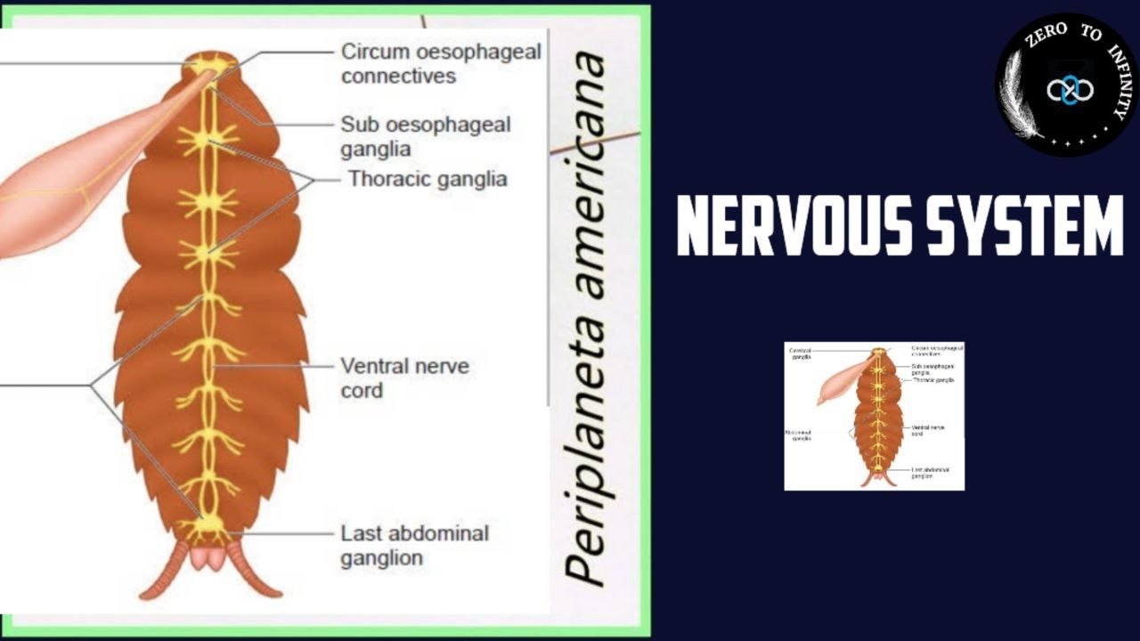 Cockroach Nervous System |Class 11th|NCERT|NEET - YouTube