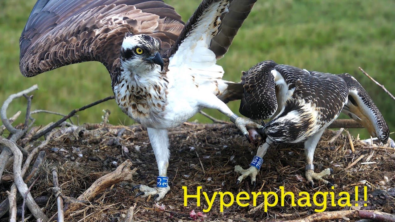 Leg-Pulling Hyperphagia in Ospreys - YouTube