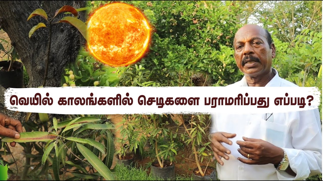 🌱பழச் செடிகளை வெயிலில் இருந்து காப்பது எப்படி தெரியும? 🌿🍇 Save Your ...