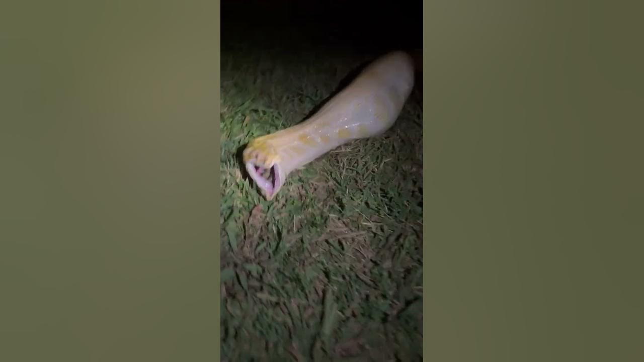 Big Burmese Python eats big chicken! - YouTube