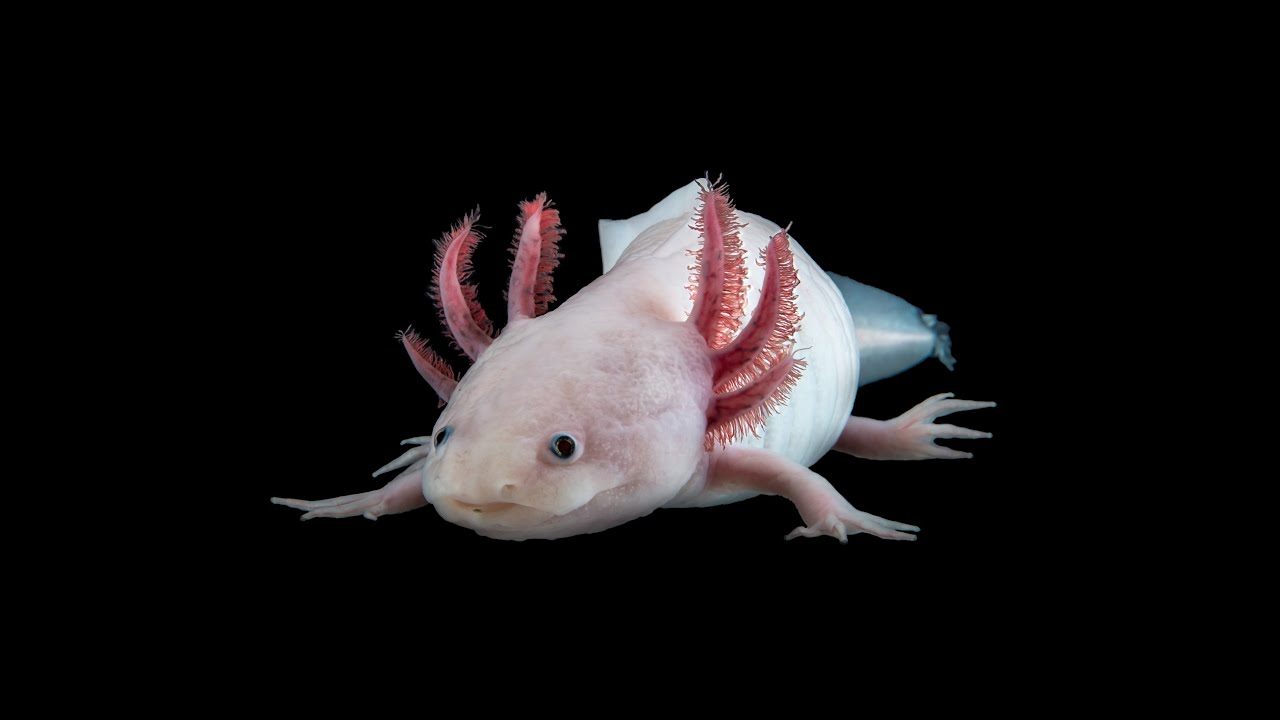 5 datos curiosos sobre los increíbles ajolotes - YouTube