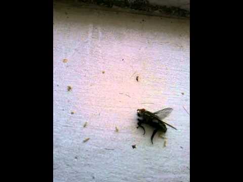 Mosca da Berne - YouTube
