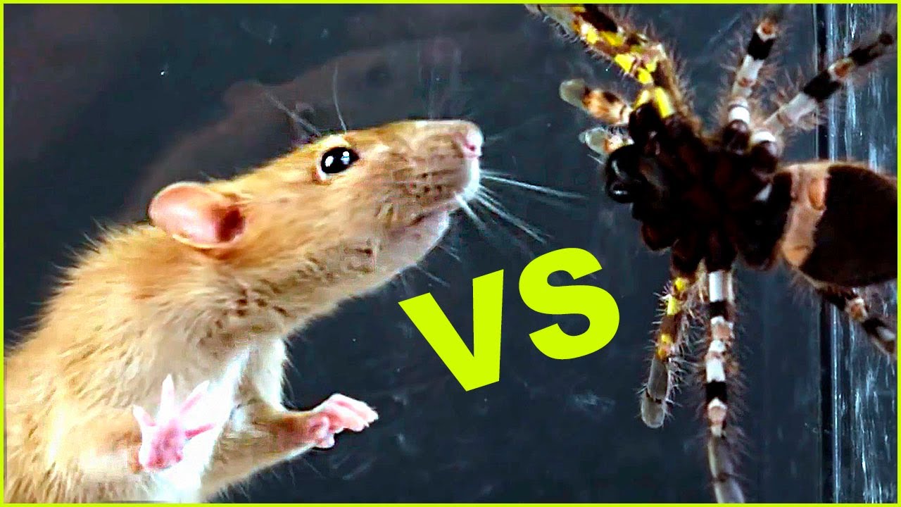 Паук тарантул против крысы. Venomous spider tarantula vs rat. - YouTube