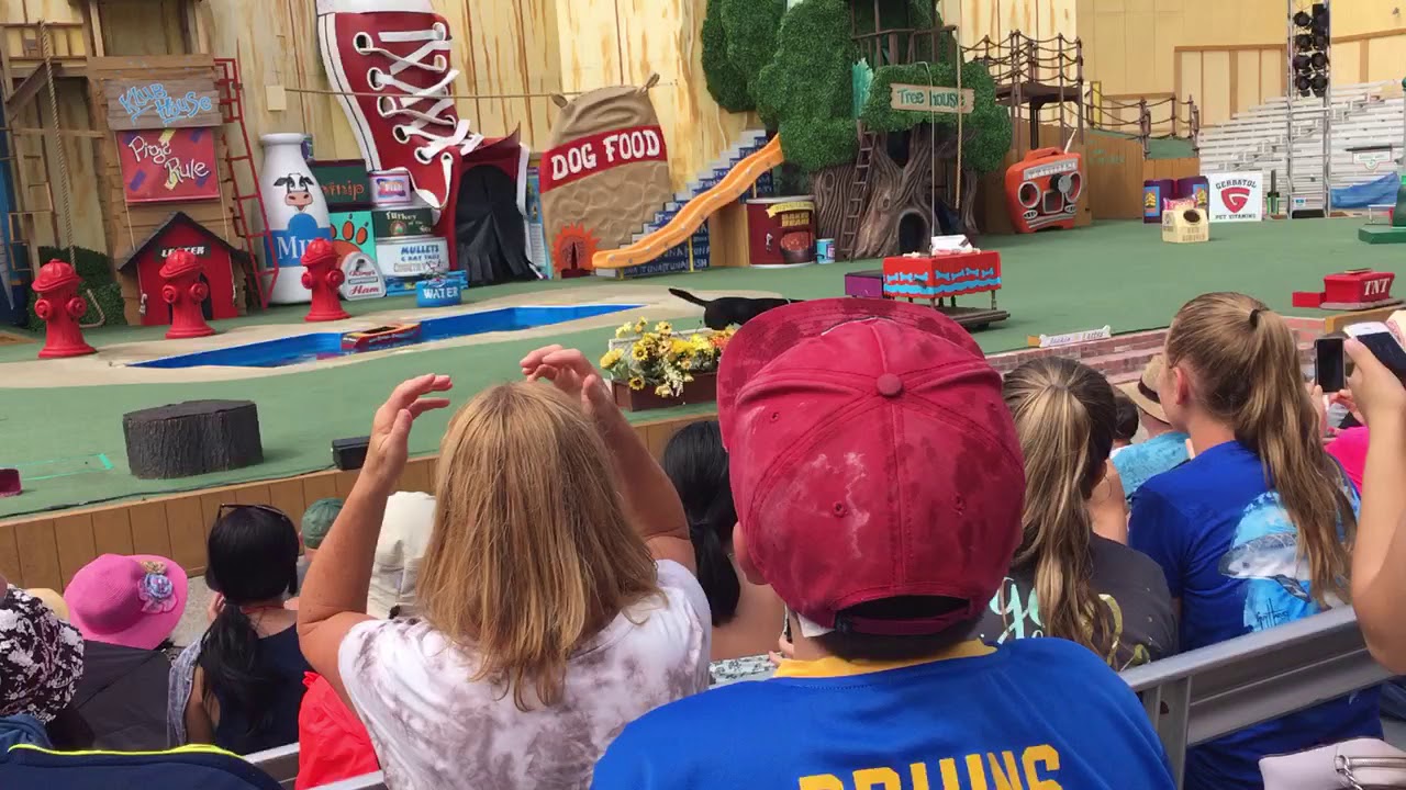 Sea world aug 2017 dogs show - YouTube