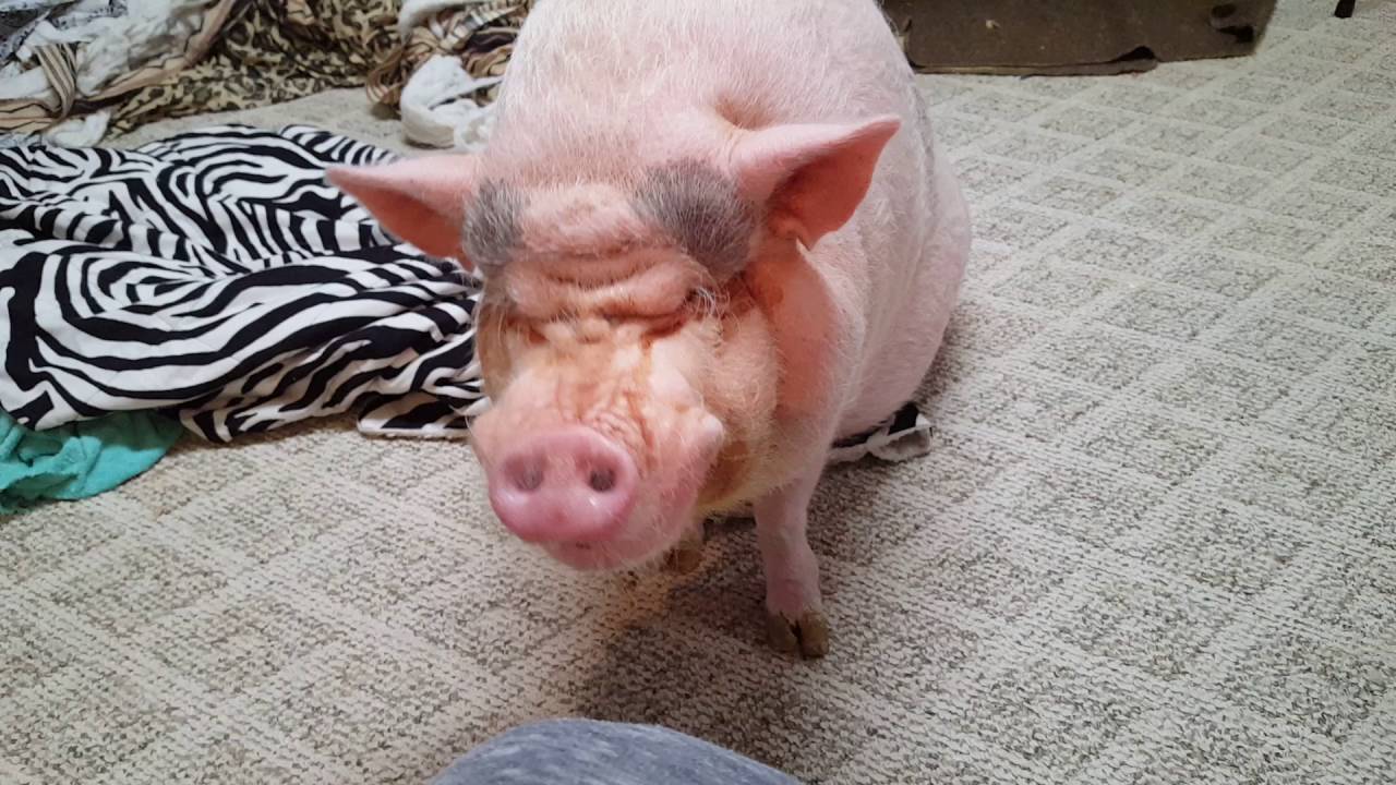 SAMMY THE HAMMY THE SMILING PIG WAVING! - YouTube