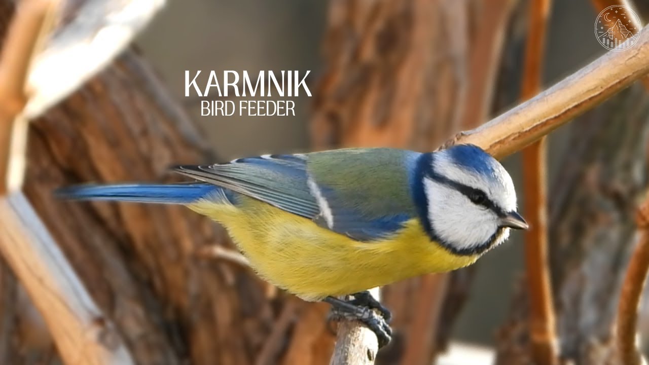 Karmnik - rozpoczęcie sezonu (sikora bogatka, modra, uboga, kowalik ...