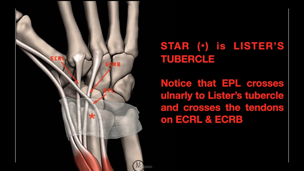 Listers Tubercle Palpation