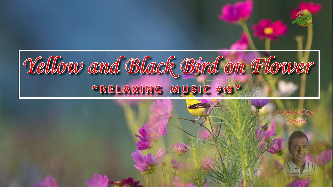 YELLOW AND BLACK BIRD ON FLOWER Relaxing Music 18 YouTube yellow-and-black-bird-on-flower-relaxing-music-18-youtube