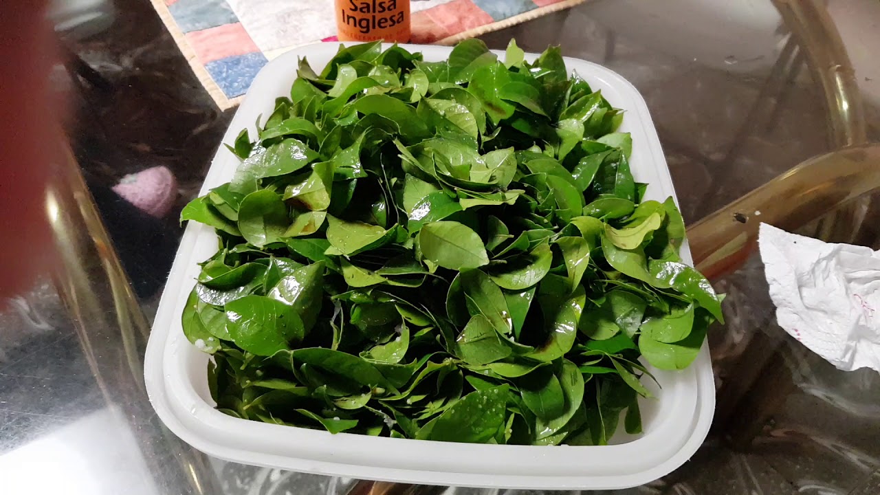 Comiendo hojas de Jocote, con Limon, sal, y salsa negrita. - YouTube