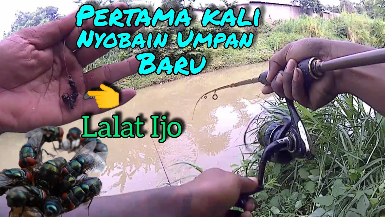 Gak Strike Gak Tayang Dong || Lalat Ijo Vs Kucur - YouTube