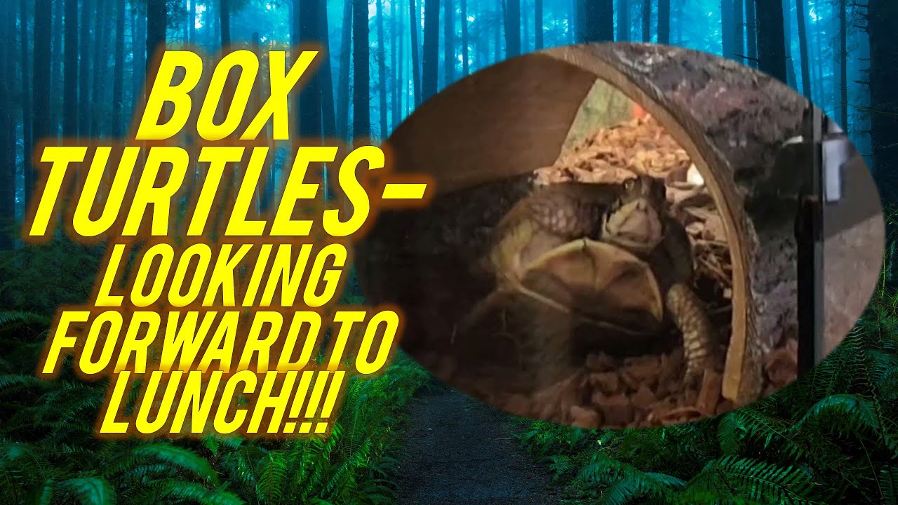 Box Turtles-Looking forward to lunch!!! - YouTube