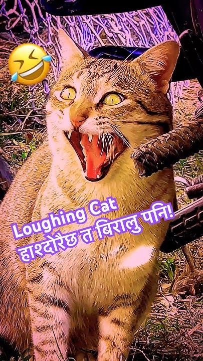 Loughing Cat/हाश्दोरैछ त बिरालु पनि! #namastenepalmedia #lahurevlog #loughingcat #catlover # ...