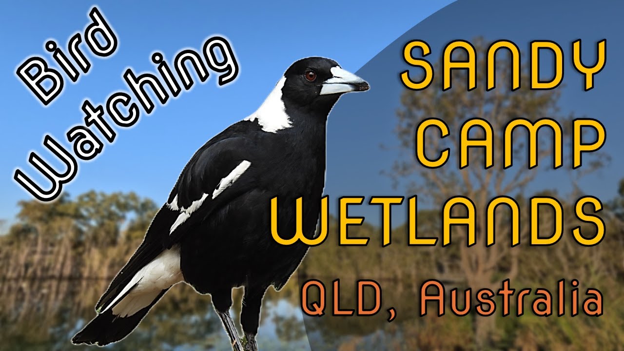 Bird Watching at Sandy Camp Rd Wetlands, QLD, Australia - YouTube