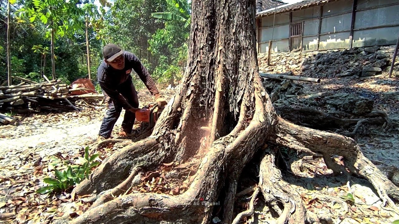 Octopus Tree..‼️felled 2 beautiful mahogany trees with Husqvarna - YouTube