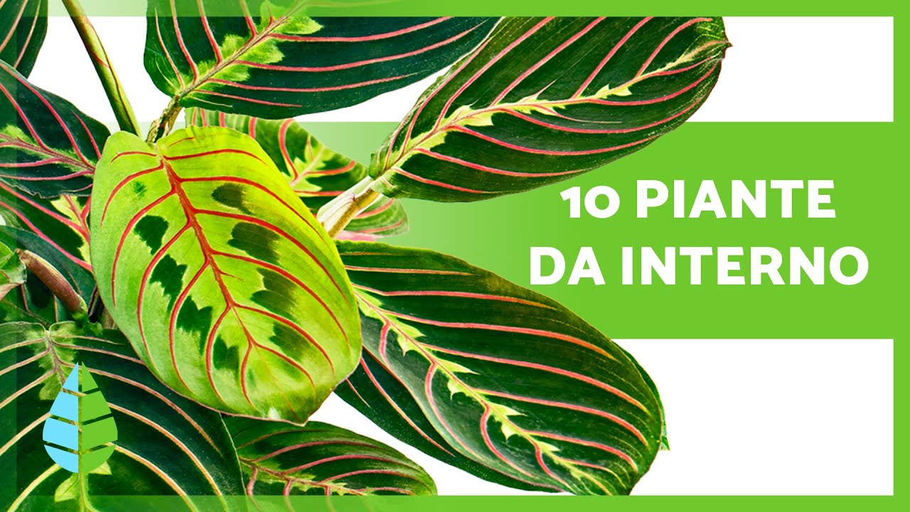 10 PIANTE DA INTERNO Facili da curare 🌺🌵 Molto resistenti! - YouTube