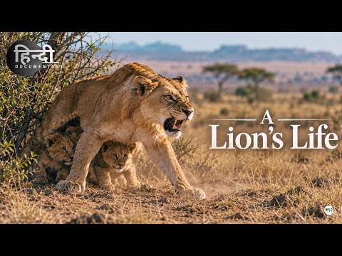 A Lion's Life - हिन्दी डॉक्यूमेंट्री | Nature documentary in Hindi