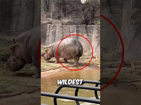 Run if you see hippo pooping😱