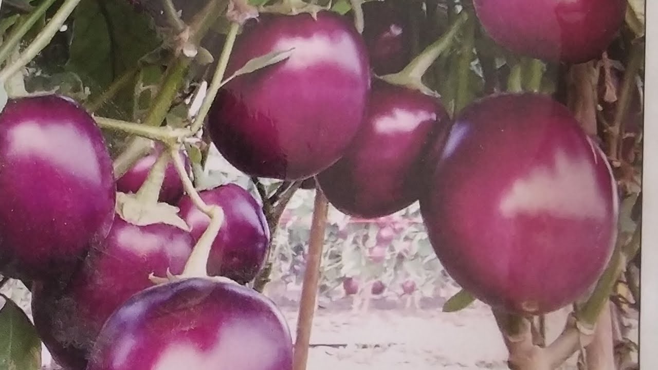 Aaj mene lagaya baigan ke bijj apne kitchen garden pr || September me ...