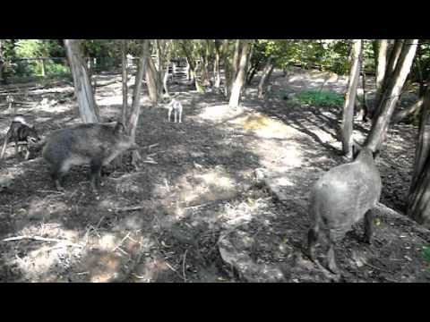 Лайка - West Siberian Laika's training for wild boar hunting #4 - YouTube