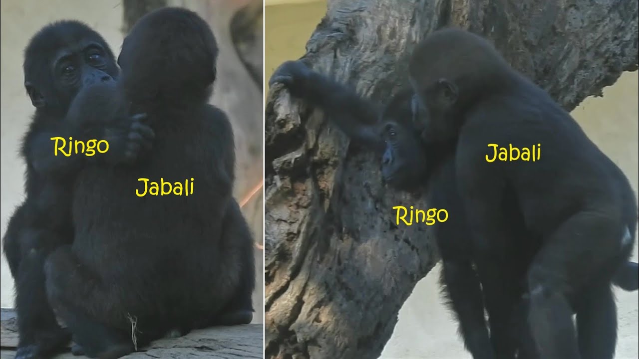 little gorilla Jabali Ringo 兄弟擁抱 / Jabali 手抓樹盪 / Ringo 單手吊掛。大猩猩 金剛猩猩 銀背大猩猩 2023-1-13 1003-1027 ...
