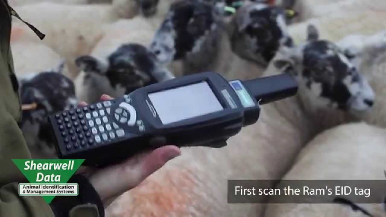 Record Tupping with Stock Recorder - Shearwell Data - YouTube