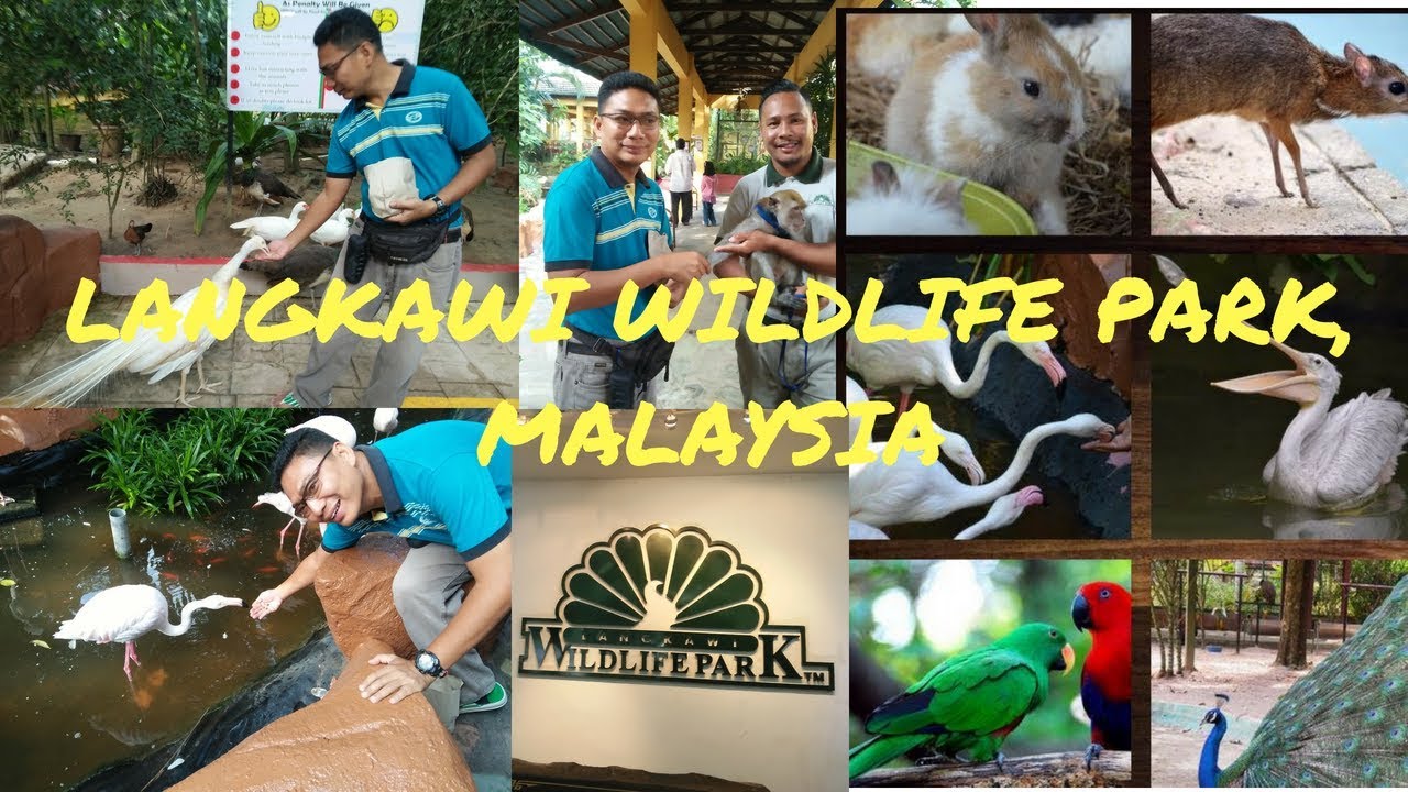 Langkawi Wildlife Park | A MUST SEE place in Langkawi, Malaysia - YouTube