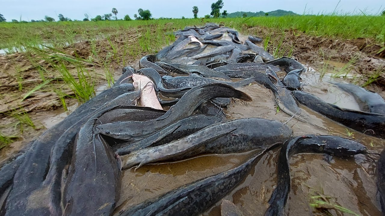 amazing fishing! a fisherman catch a lot of fish in little water catch ...