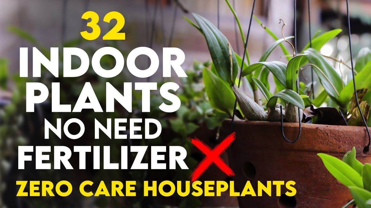 32 Indoor Plants That Don’t Need Fertilizer | Zero Care Houseplant That ...