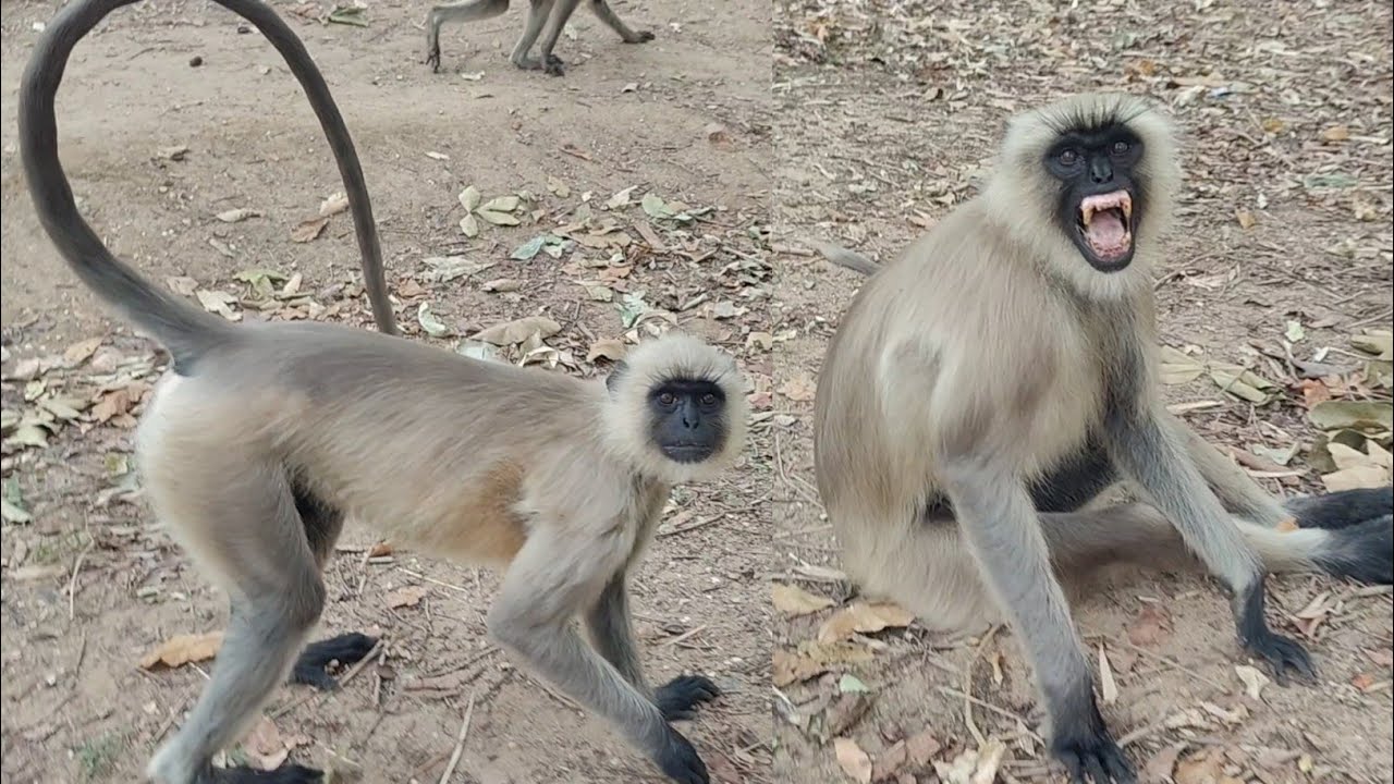 Langoor video by animal planet zoo part 20 - YouTube