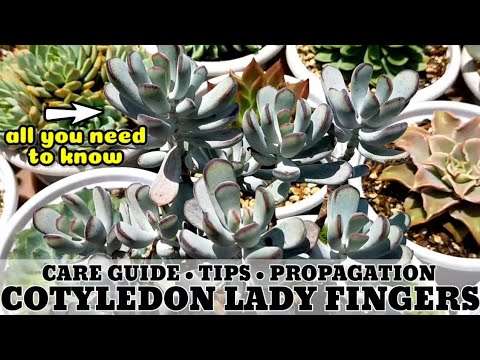 135 COTYLEDON ORBICULATA OOPHYLLA LADY FINGERS SUCCULENT CARE GUIDE ...
