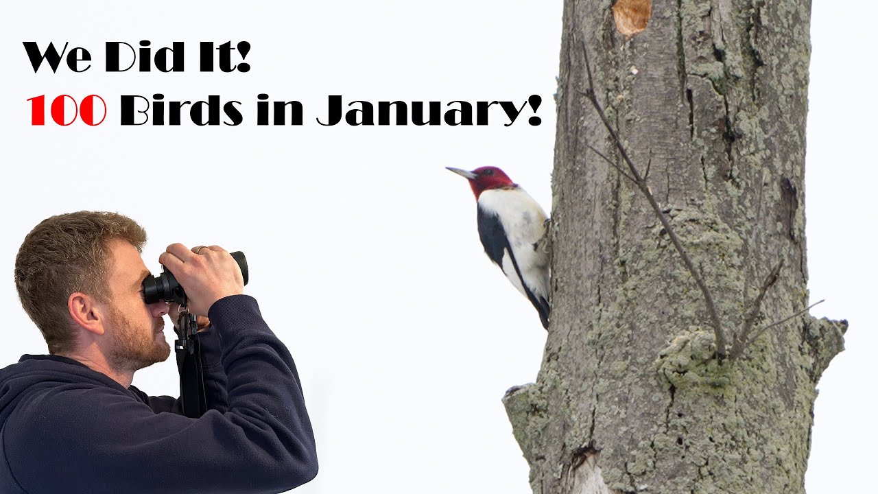 We did it! 100 Birds in January - YouTube