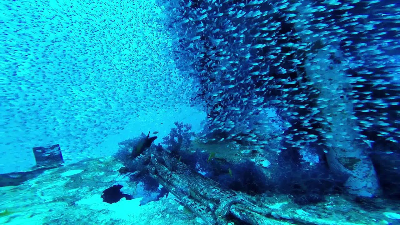 Israel - Eilat scuba diving - Satil Wreck & an Octopus - YouTube