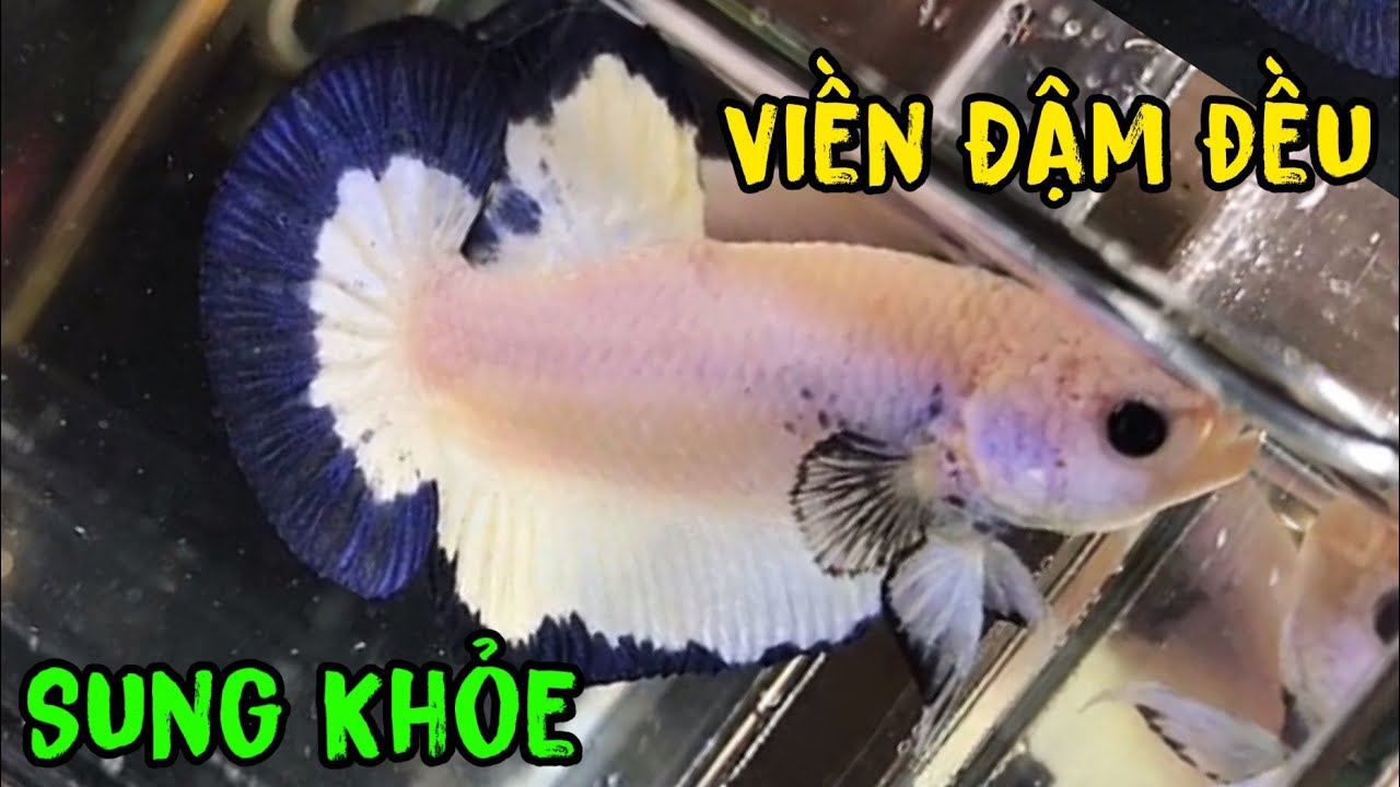 Marble Betta Fish| Cá Betta Marble Blue Rim Đẹp| Blue Marble Betta fish ...