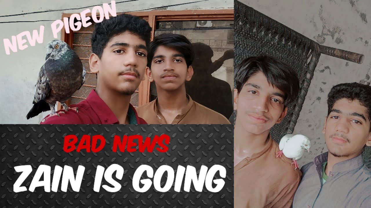 Bad News 😔 Zain is going 😭💔🥺 And a good news - YouTube