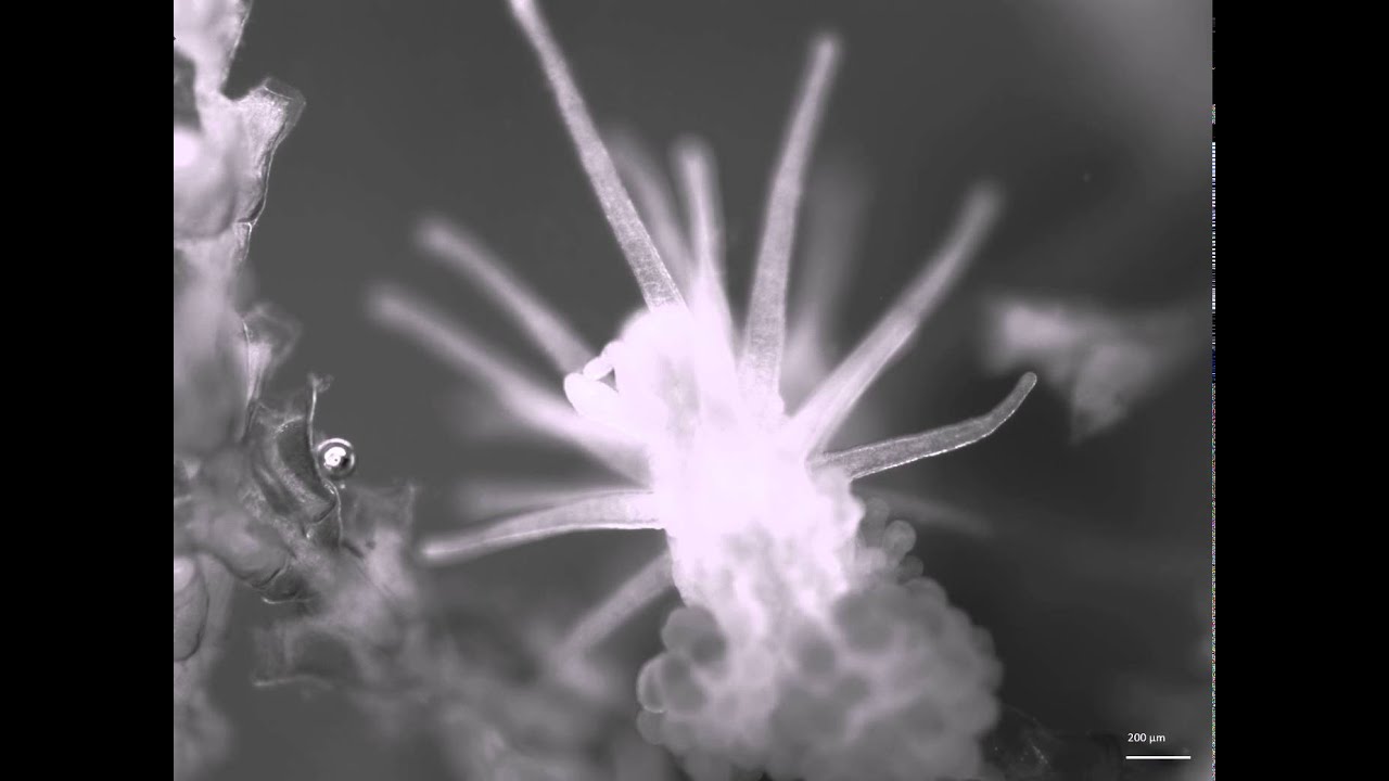 Clava multicornis - YouTube