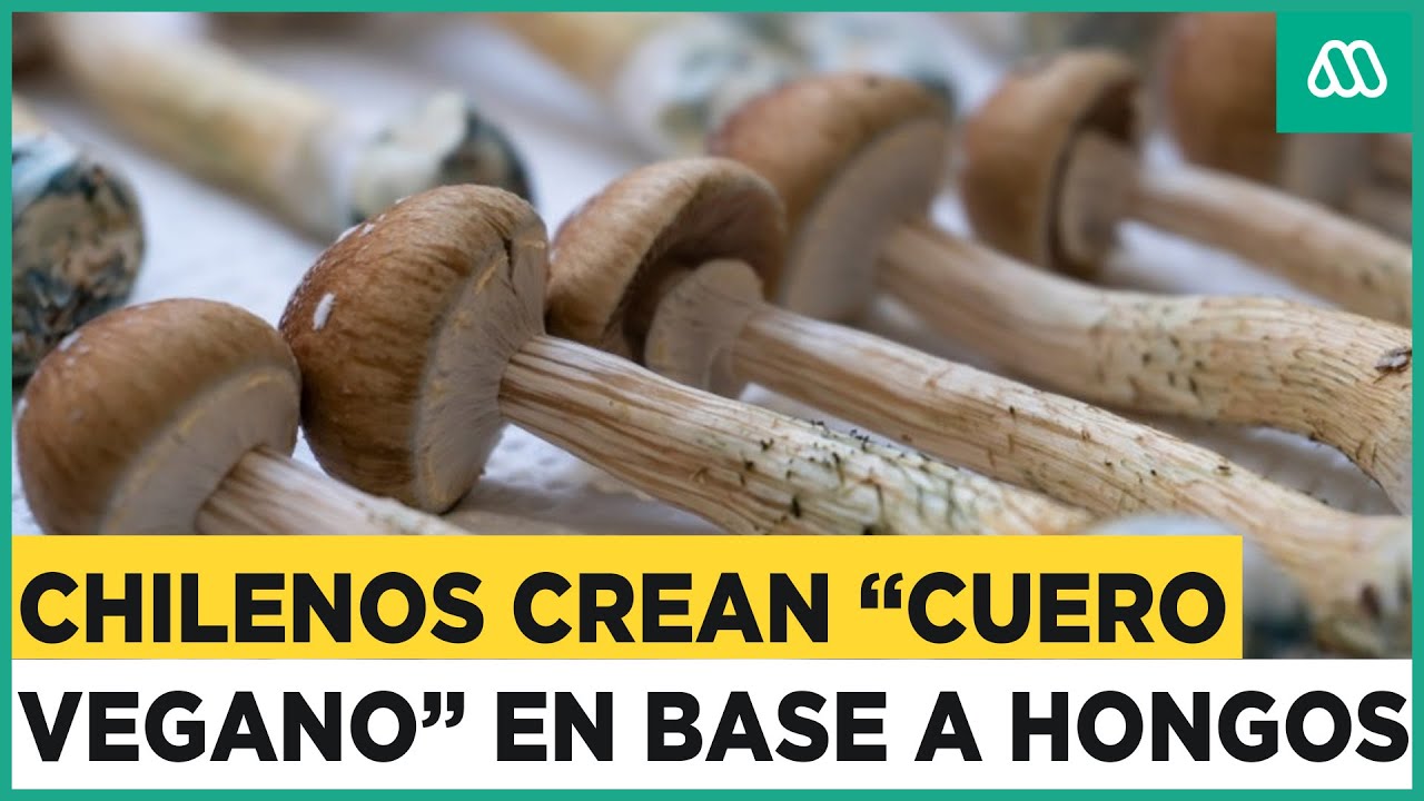 “Cuero vegano” hecho de hongos: Spora Biotech es la empresa chilena que ...