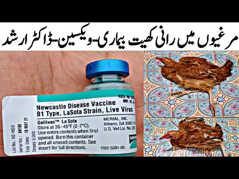 Newcastle Disease | ND LASOTA Vaccination | Chicken Immunization | Dr ...