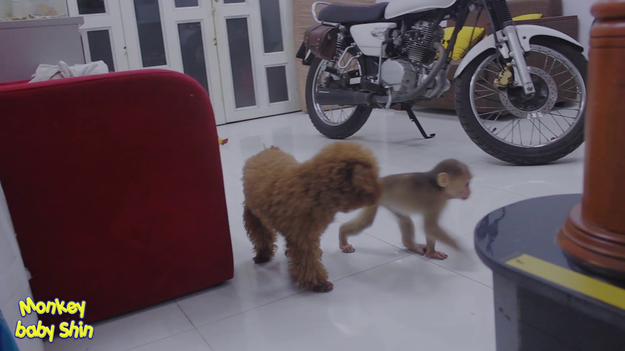 Monkey Baby Shin Dog Chi begins to have Feelings for Each other - YouTube