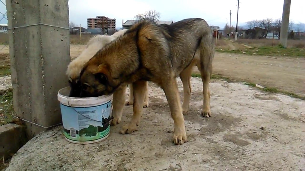 Turkish kangal drinking water together with sarplaninac - YouTube