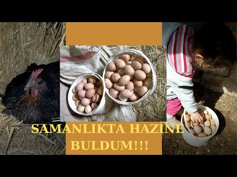 Samanlıkta Hazine buldum! Yok böyle yumurta toplama!