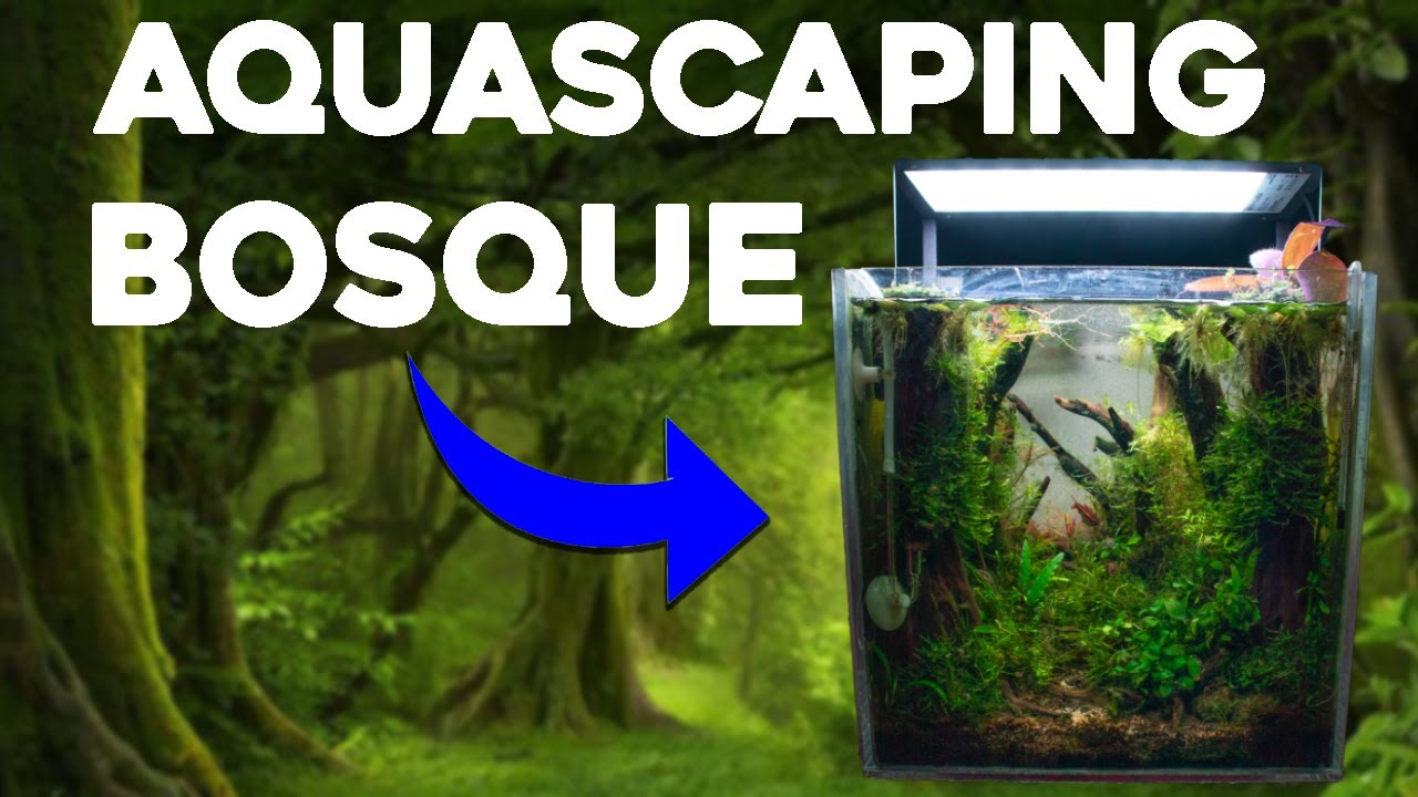MI ACUARIO NANO TIPO BOSQUE| AQUASCAPING| MANTENIMIENTO Y ABONADO - YouTube