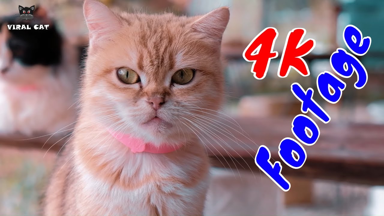 4K Quality Animal Footage - Cats and Kittens Beautiful Scenes Episode ...