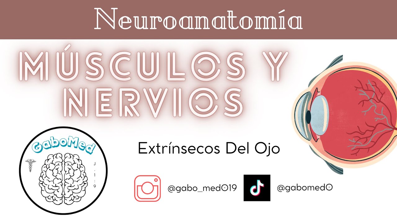 Músculos Extrínsecos Y Nervios Craneales III, IV Y IV - YouTube